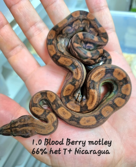 Blood (Berry) Motley 66% Het T+ Nic Boa Constrictor by CM boas