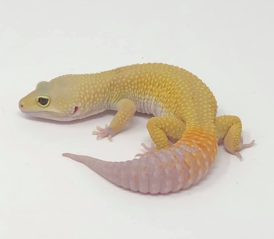 2017 GGG Murphy’s Patternless (M) Leopard Gecko by Claw Geckos ...