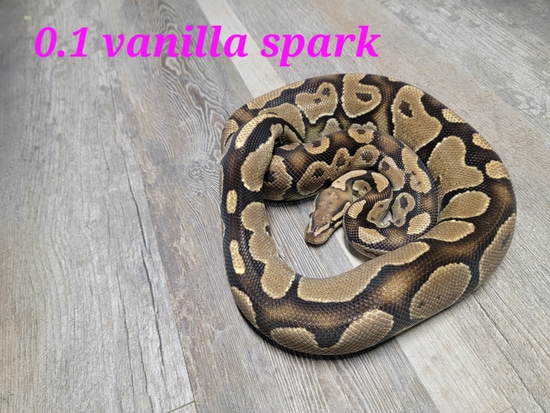 Vanilla Spark Ball Python by Fort Knox Morphs