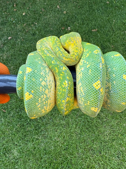 2021 Male Wamena/Biak Outcross Green Tree Python by Royal Prodigies llc.