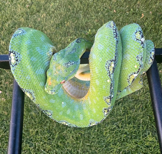 2022 Male Wamena/Manok X Mixed Outcross Green Tree Python by Royal ...