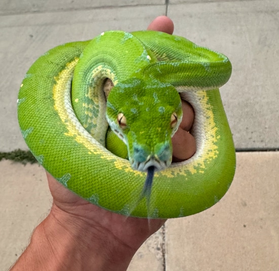 Lereh Green Tree Python by Royal Prodigies llc.