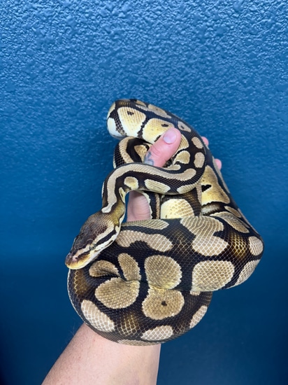 2020 Pastel Redstripe Female Ball Python by Royal Prodigies llc.