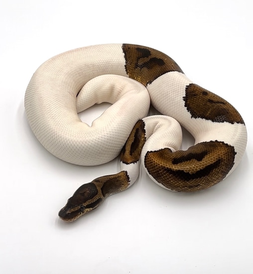 RTB Leopard Pied Het Clown Het Ultramel Ball Python by Scultped Exotics LLC