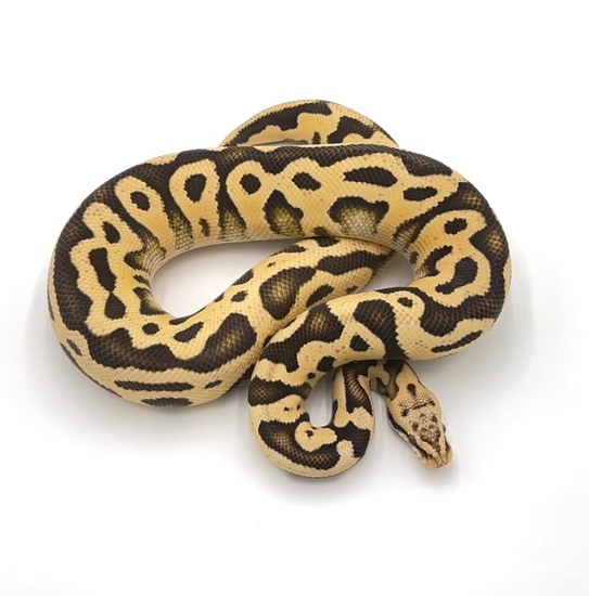 Super Pastel Leopard DG HRA 50% DH VPI Pied Ball Python by Sculpted ...