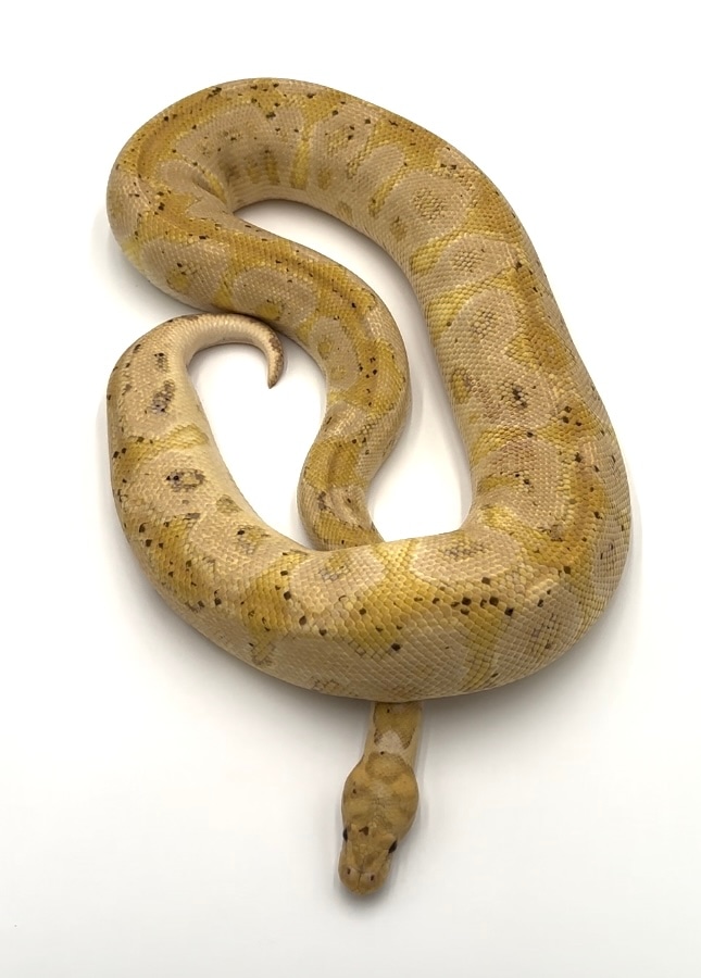 Sculpted Exotics LLC's Collection - MorphMarket