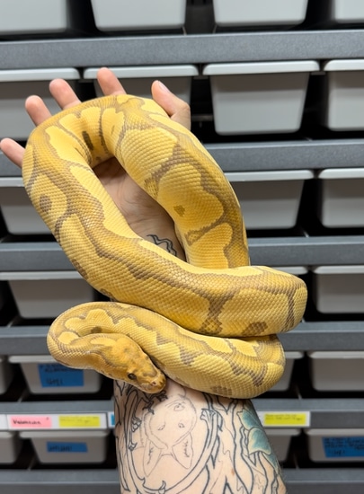 Ultramel Clown Ready To Breed🔥 Ball Python by Sculpted Exotics LLC