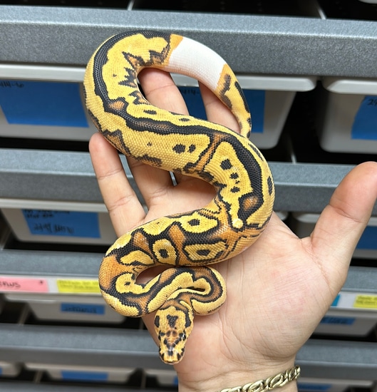 OD YB Fire Or Vanilla Clown Het Pied Ball Python by Sculpted Exotics LLC