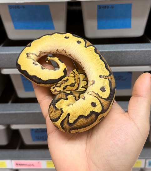 OD Pos YB Fire Or Vanilla Clown Het Pied Ball Python by Sculpted Exotics LLC