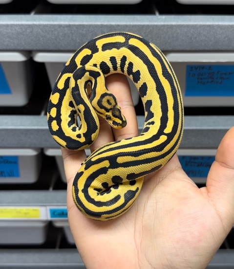 Leo SN HRA DG Cryptic 50% Het Axanthic VPI Ball Python by Sculpted Exotics LLC