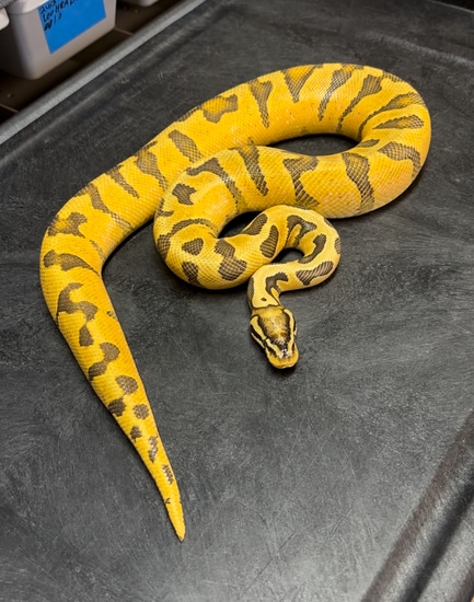 Super Pastel Zebra Ball Python by Sculpted Exotics LLC