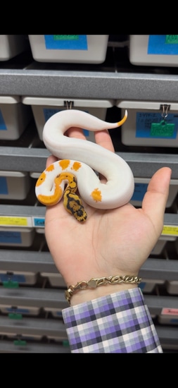 Super OD YB Clown Pied Ball Python by Sculpted Exotics LLC