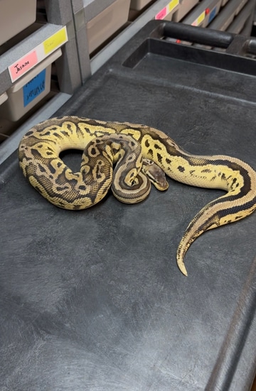 RTB🦓OD Or Scrambler Pastel Barnhart Black Pastel YB Het Zebra Ball ...