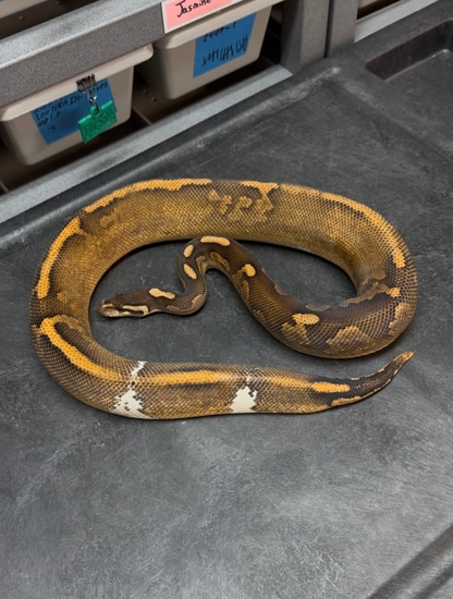 RTB (Super) Calico Scrambler Barnhart Black Pastel YB Ball Python by ...