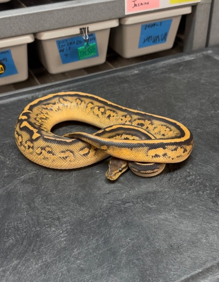 Scrambler Stranger OD Barnhart Black Pastel Calico (Leo) Ball Python by ...