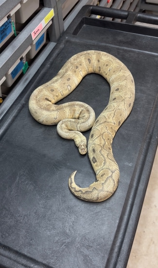 Super Pastel Clown Ball Python by Sculpted Exotics LLC