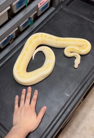Banana Fire Pastel OD Leo Calico Het Pied Ball Python by Sculpted ...