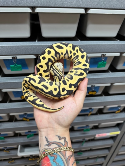 Pastel Leo SN HRA DG 66% Het Cryptic 50% Het Axanthic VPI Ball Python ...