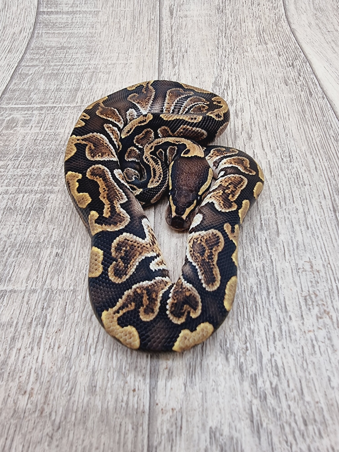 GHI Het Clown Ball Python by CLC Pythons James Hargreaves - MorphMarket