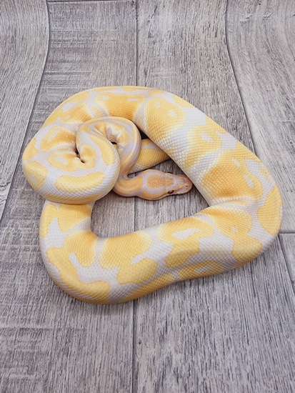 Lavender Albino Ball Python by My Yorkshire Jungle