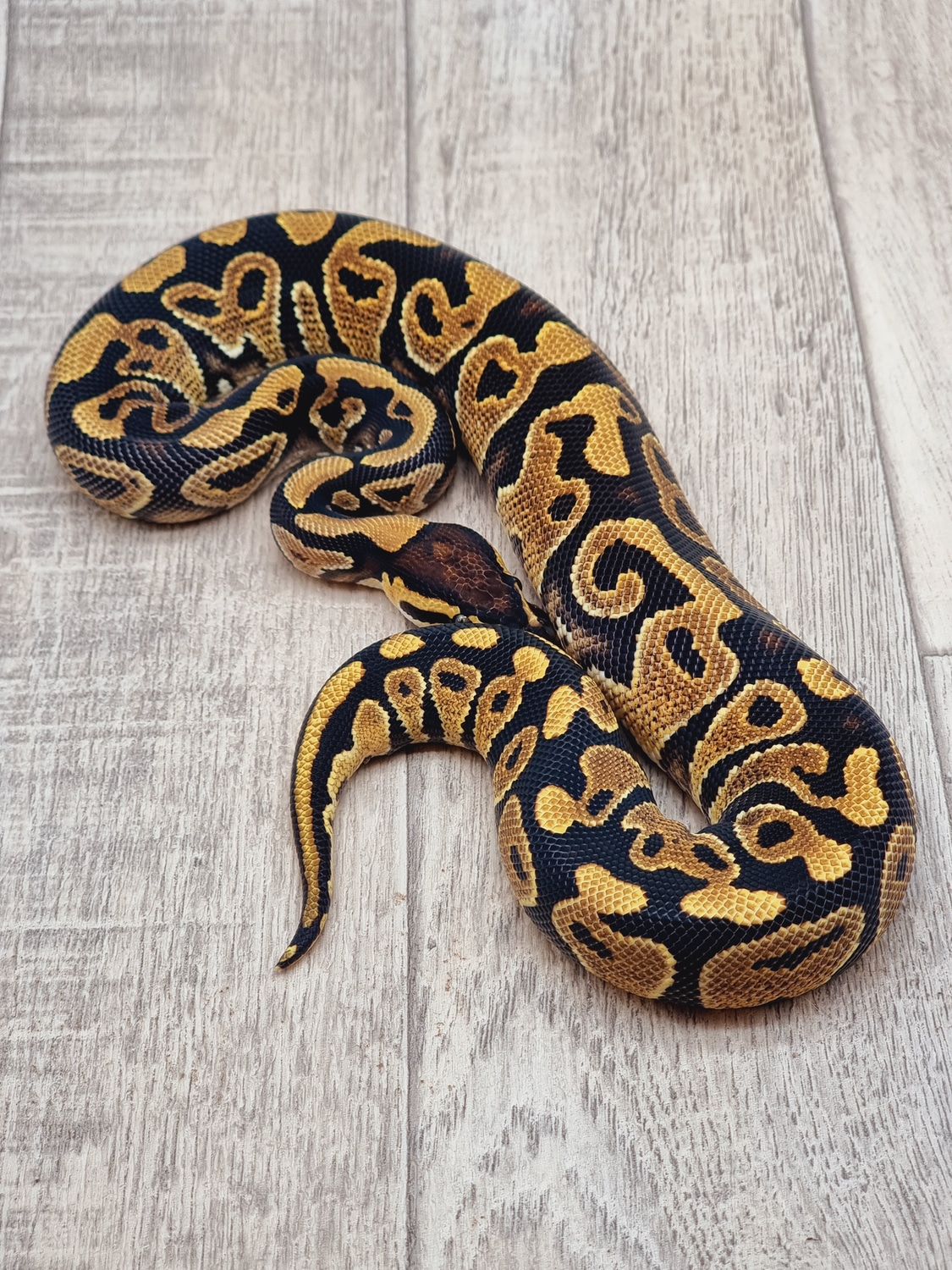 Gravel Het Clown Ball Python by CLC Pythons James Hargreaves - MorphMarket