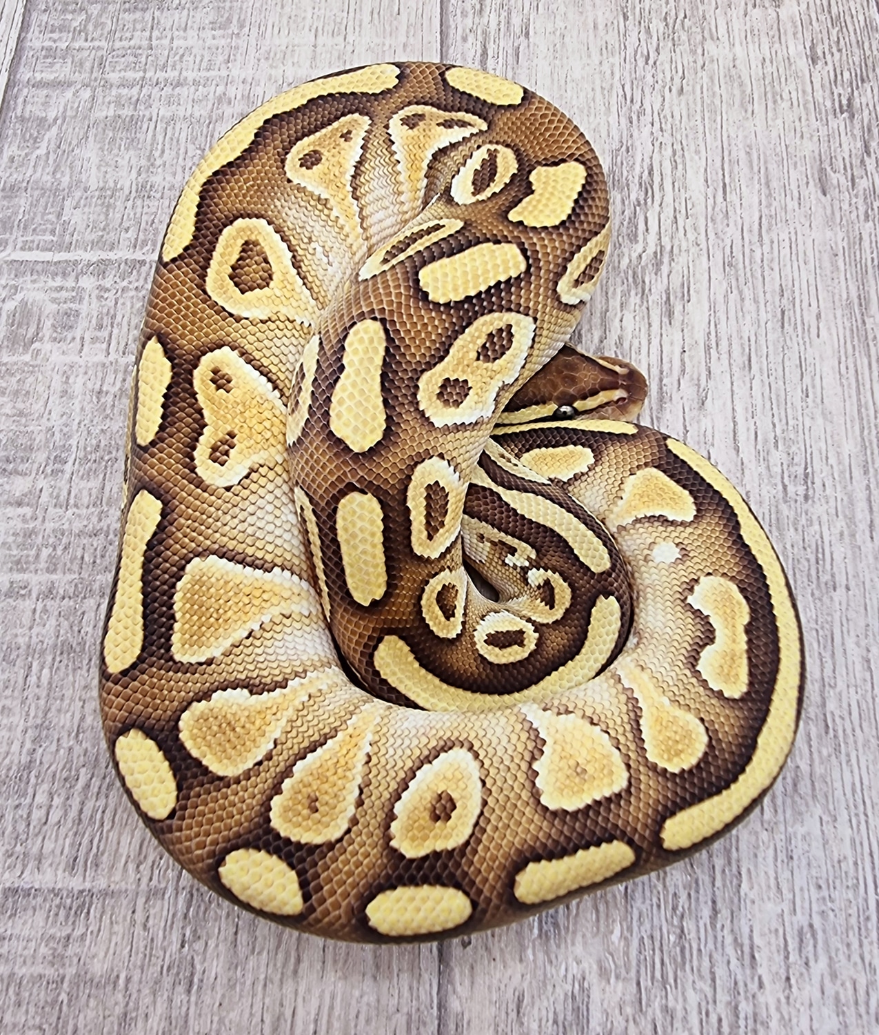Gravel Butter Het Clown Ball Python by CLC Pythons James Hargreaves ...