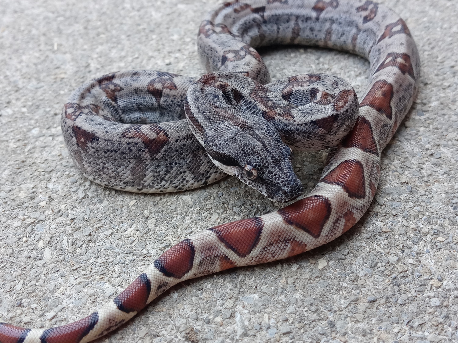 Hypo Img Het Moonglow Boa Constrictor by Changing lanes exotics ...