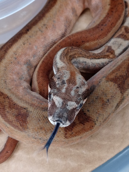 Cherry Hypo Motley Boa Constrictor by Changing lanes exotics