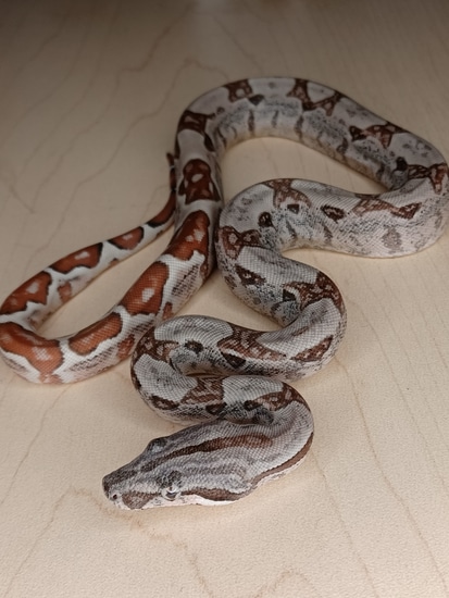 Possible Super Hypo Kraken Kubsch Pastel Probable Raptor Het Albino Boa ...