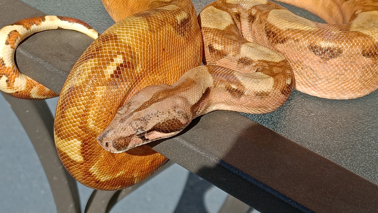 Super Hypo Flamingo Pastel Double Het Blood/albino Boa Constrictor by ...