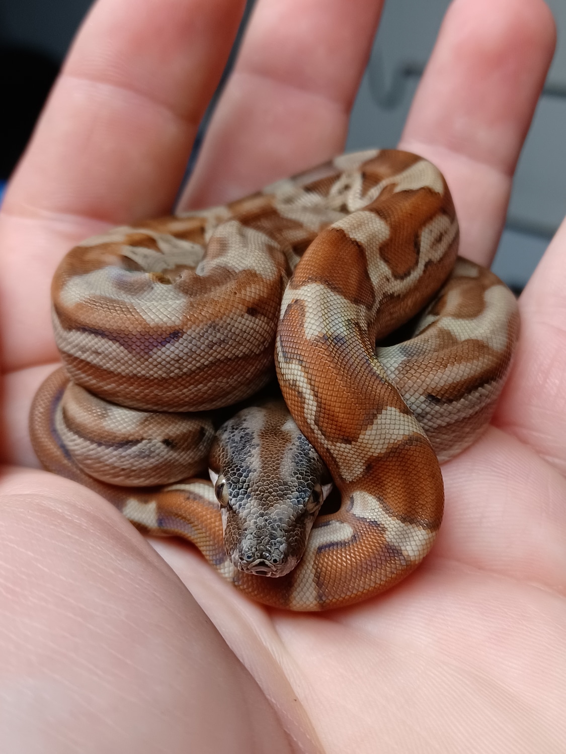 Kubsch Pastel Hypo Kraken Motley Possible Raptor Het Kahl Albino Boa ...