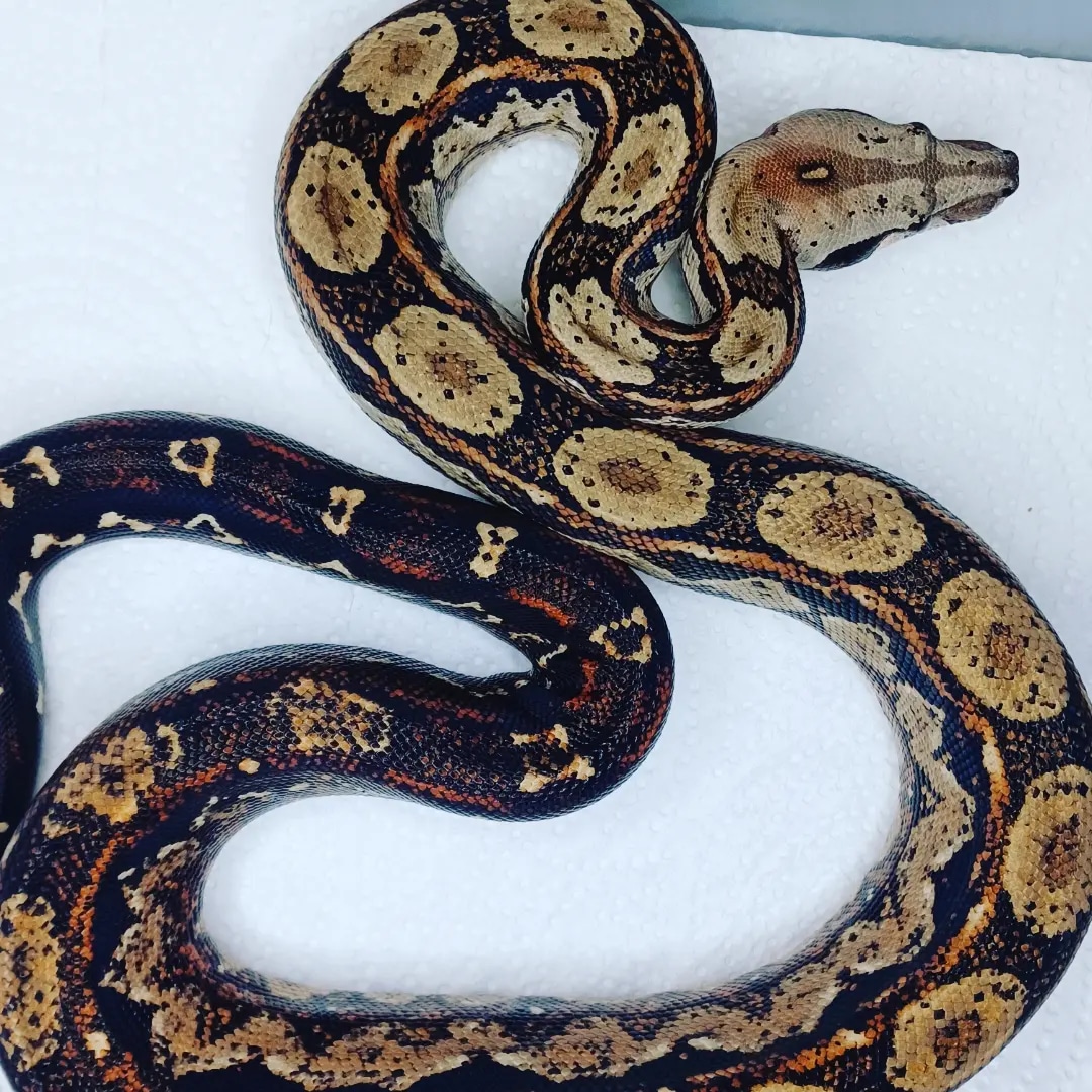 2 Year Old Female Inca Special 66 % Het Anery1 Boa Constrictor by ...