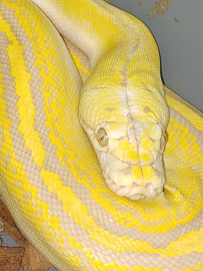 1000 Shipped Purple Golden Child Platinum Het Pied Reticulated Python ...