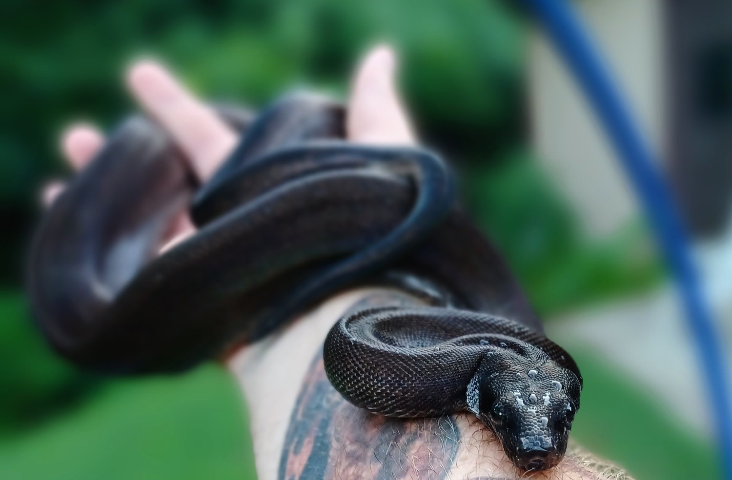Eclipse 100% Het Albino Breeder Male Boa Constrictor by Changing lanes ...