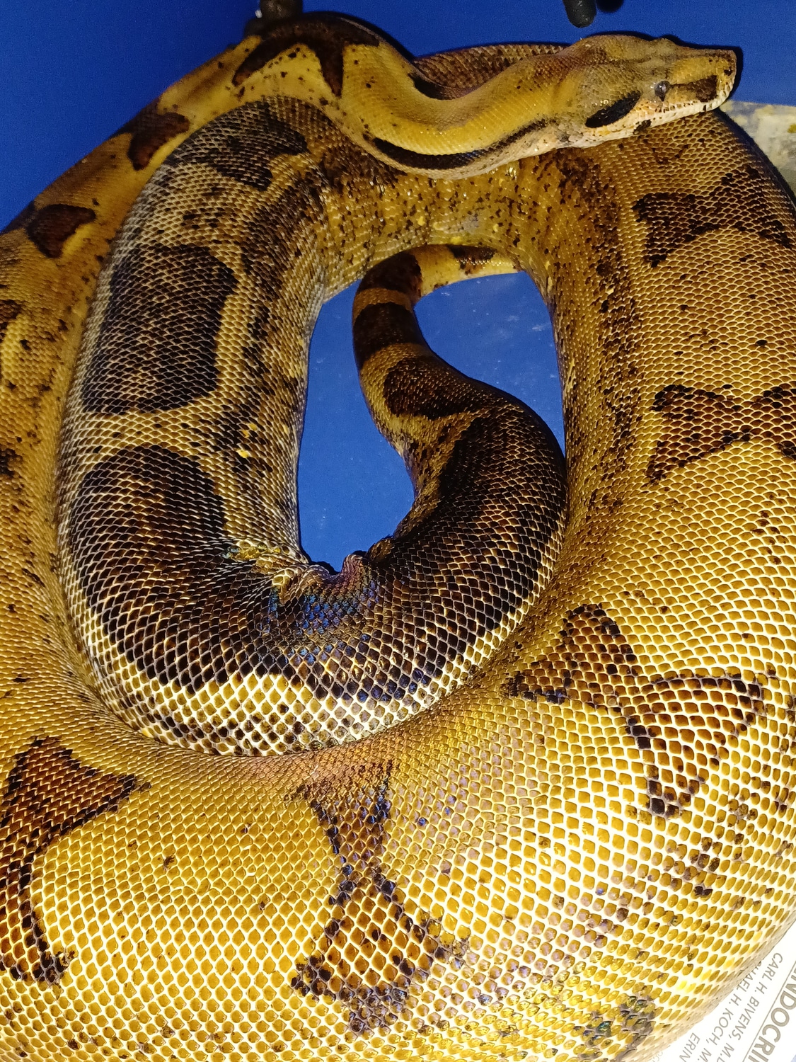 600 Shipped!ready To Breed!hypo Jungle 66% Dh Leo Albino Boa ...