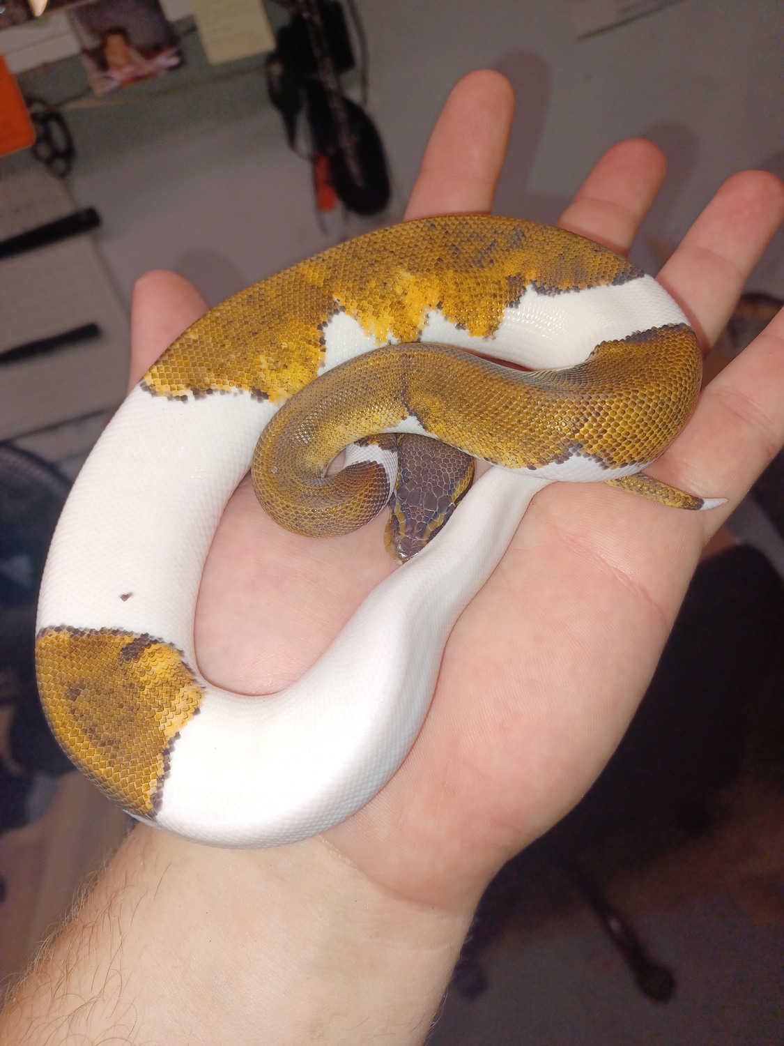 22 Pastel Mahogany Pied Ball Python by Changing lanes exotics - MorphMarket