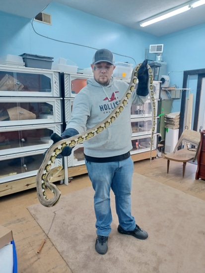 Jaguar Het Snow Reticulated Python by Changing lanes exotics