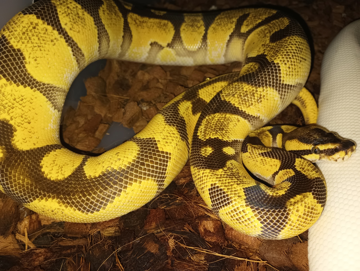 400 Shipped Super Orange Dream Possible Super Enchi 66% Het Clown Ball ...
