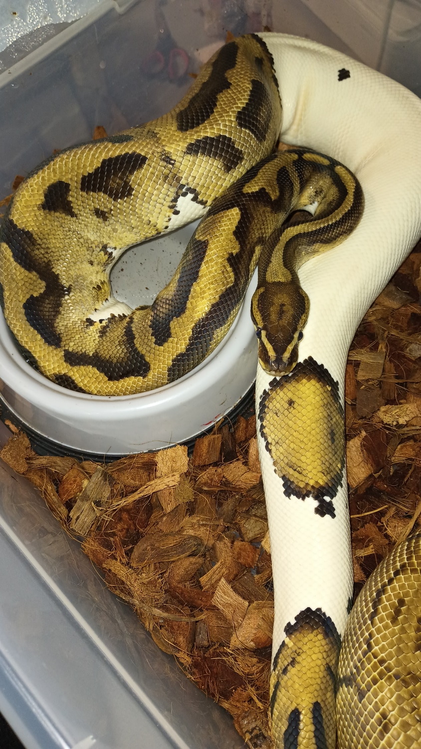 Breeder Male Pastel Pied 350 Shipped Ball Python by Changing lanes ...