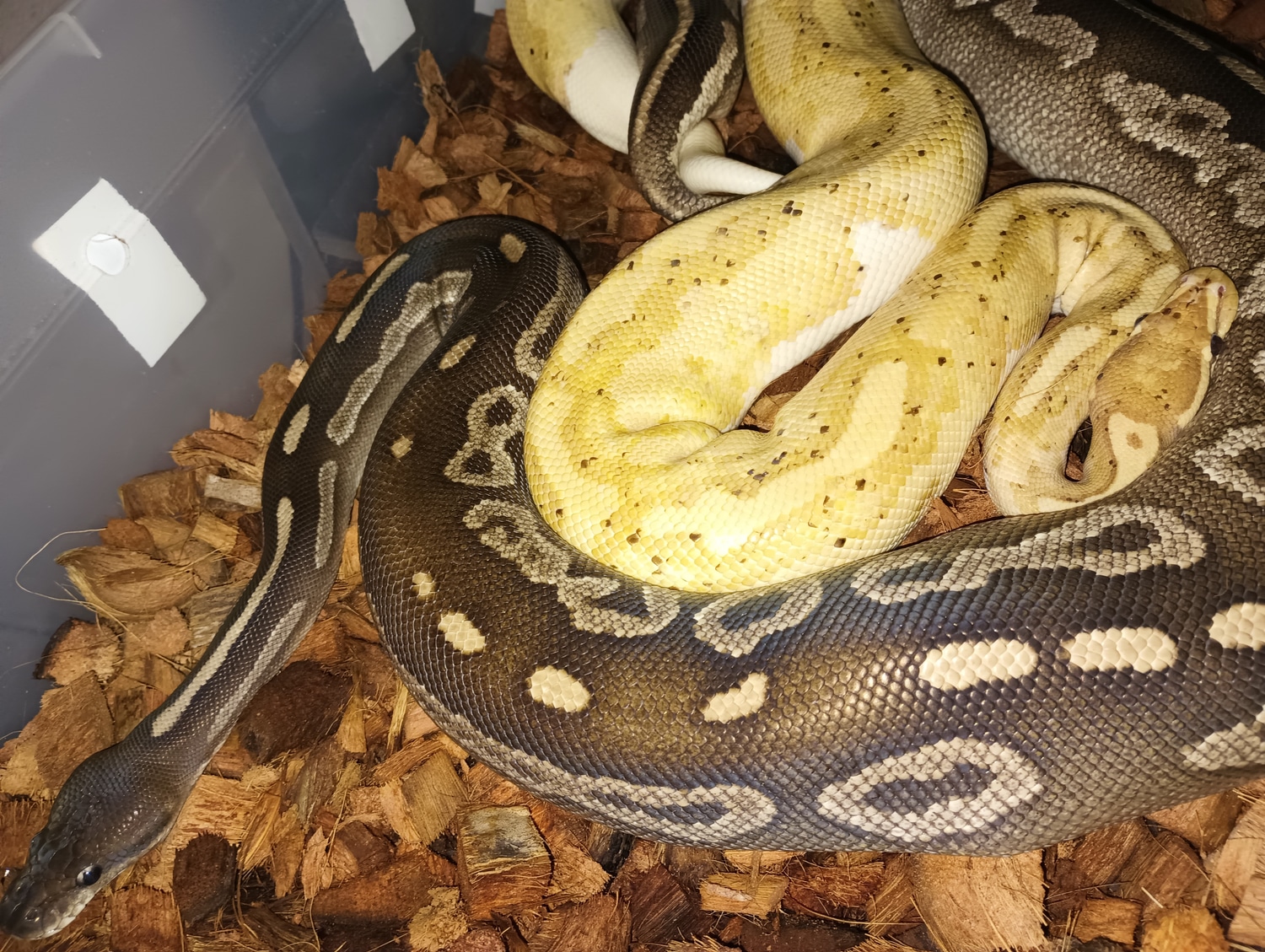 Brder Pair POS Grvdf 750 Banana YB Pied 66% Het Dg And Cinnamon Mojave 66% DH Clown Pi Female ...