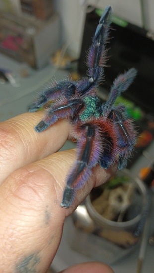 300 Multi Adult And Female Collection Available Cheap Tarantula by ...