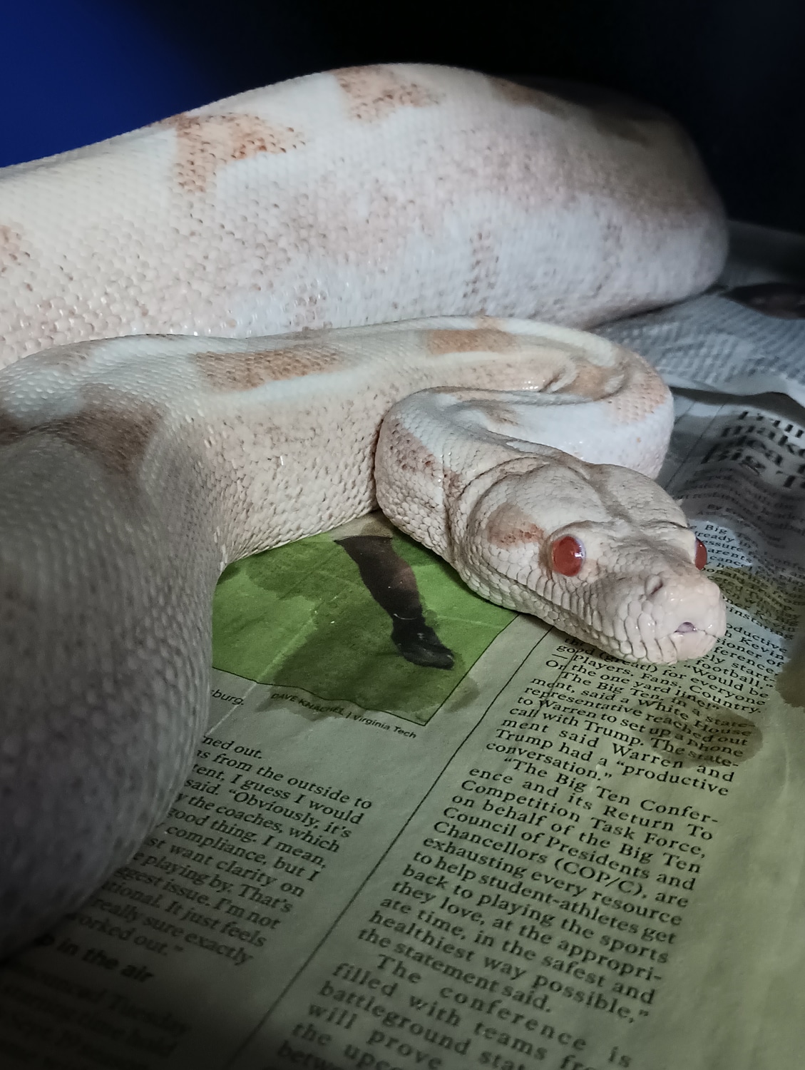 550 Shipped Proven Breeder Female Sunglow Het Leopard Boa Constrictor ...