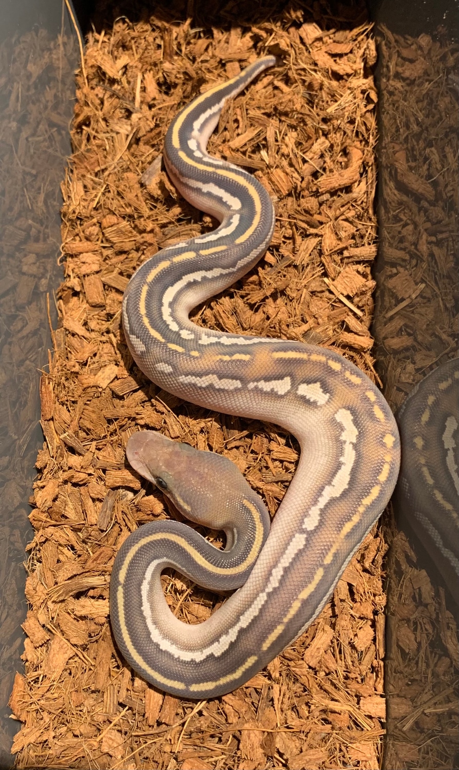 Orange Dream Blackhead Mojave Hypo Ball Python by Clean Balls UK ...