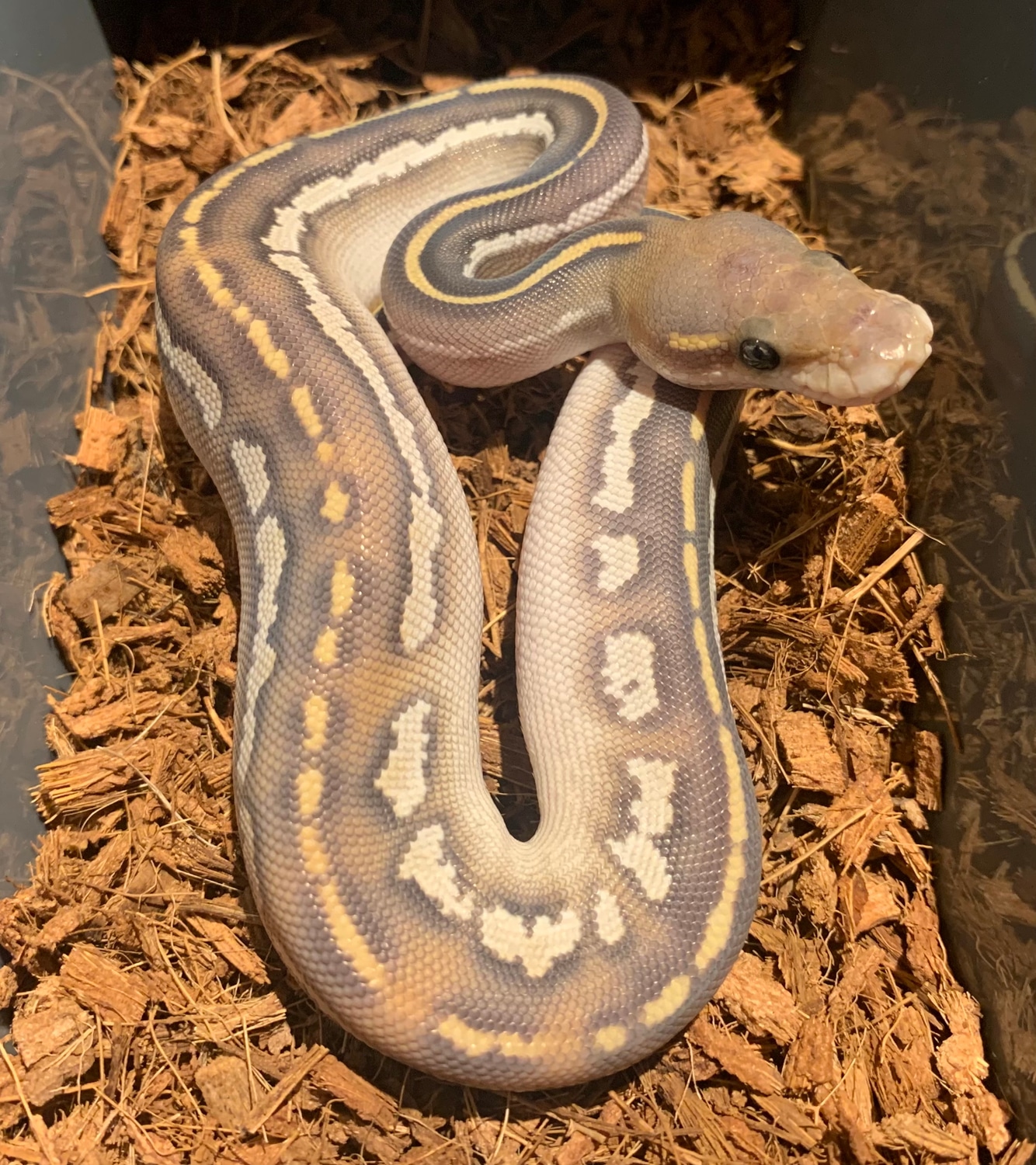 Orange Dream Blackhead Mojave Hypo Ball Python by Clean Balls UK ...