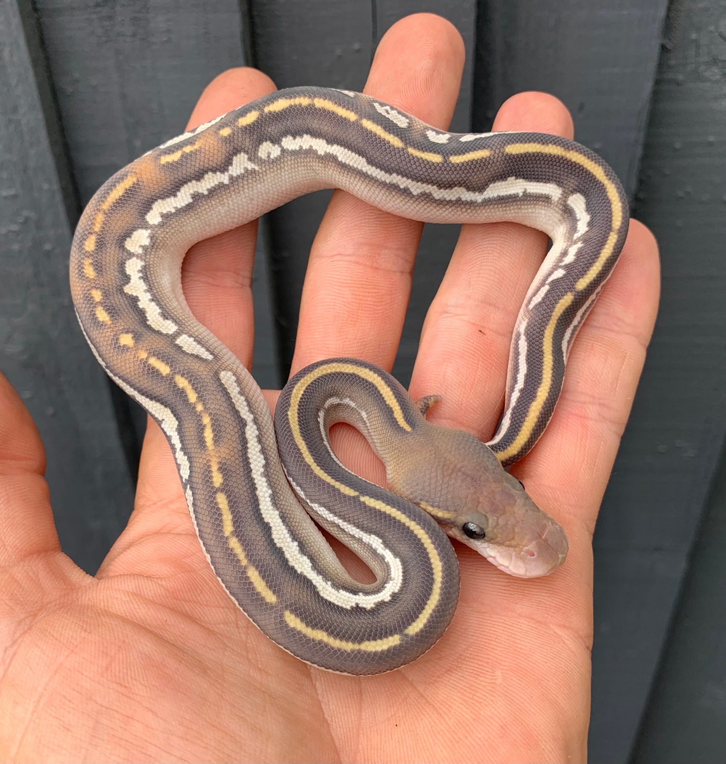 Orange Dream Blackhead Mojave Hypo Ball Python by Clean Balls UK - MorphMarket