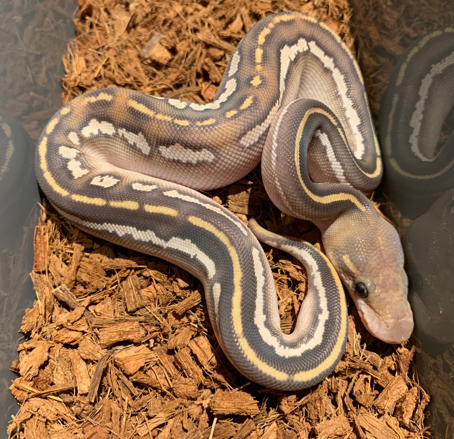 Orange Dream Blackhead Mojave Hypo Ball Python by Clean Balls UK - MorphMarket