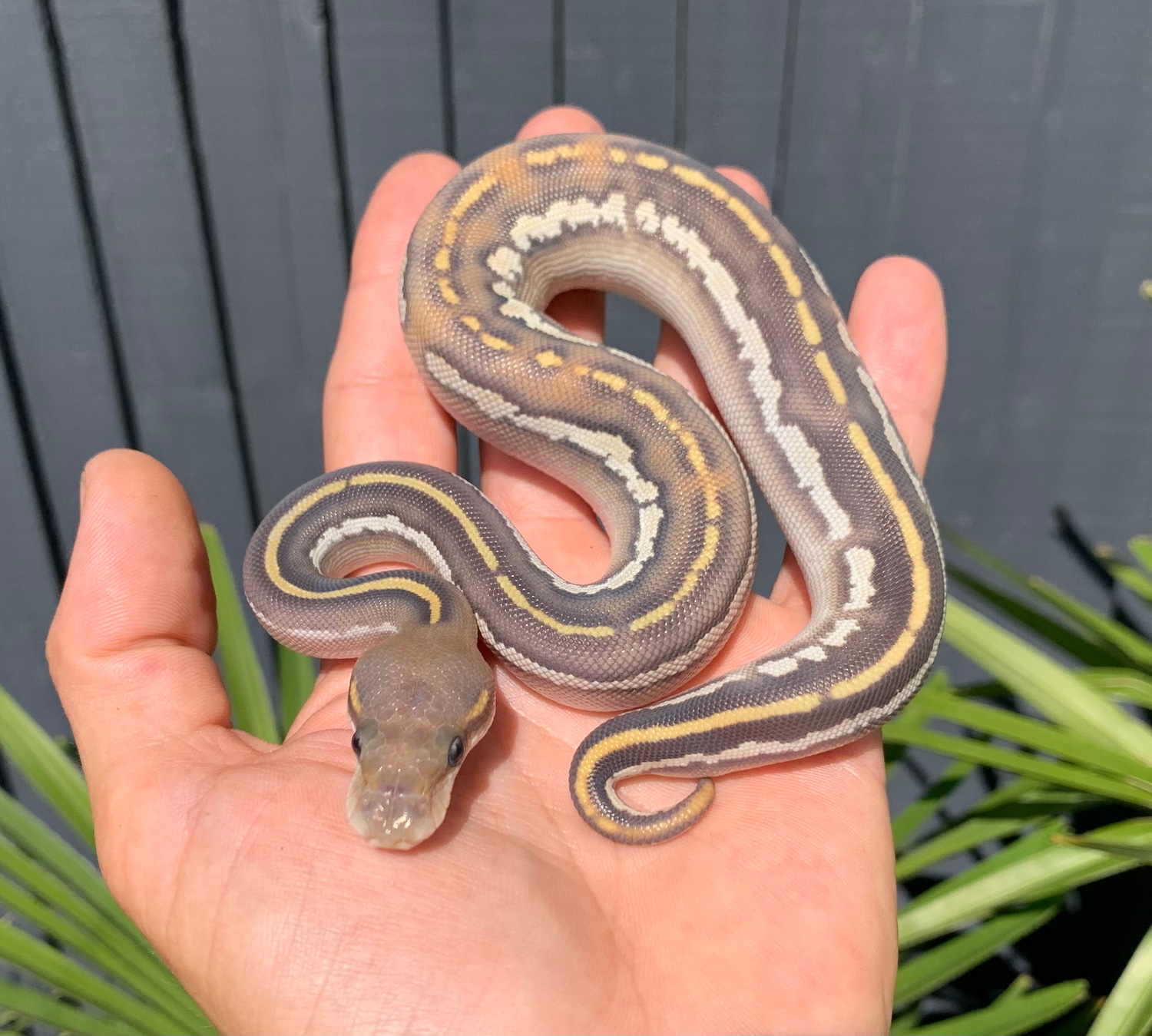 Orange Dream Blackhead Mojave Hypo Ball Python by Clean Balls UK ...