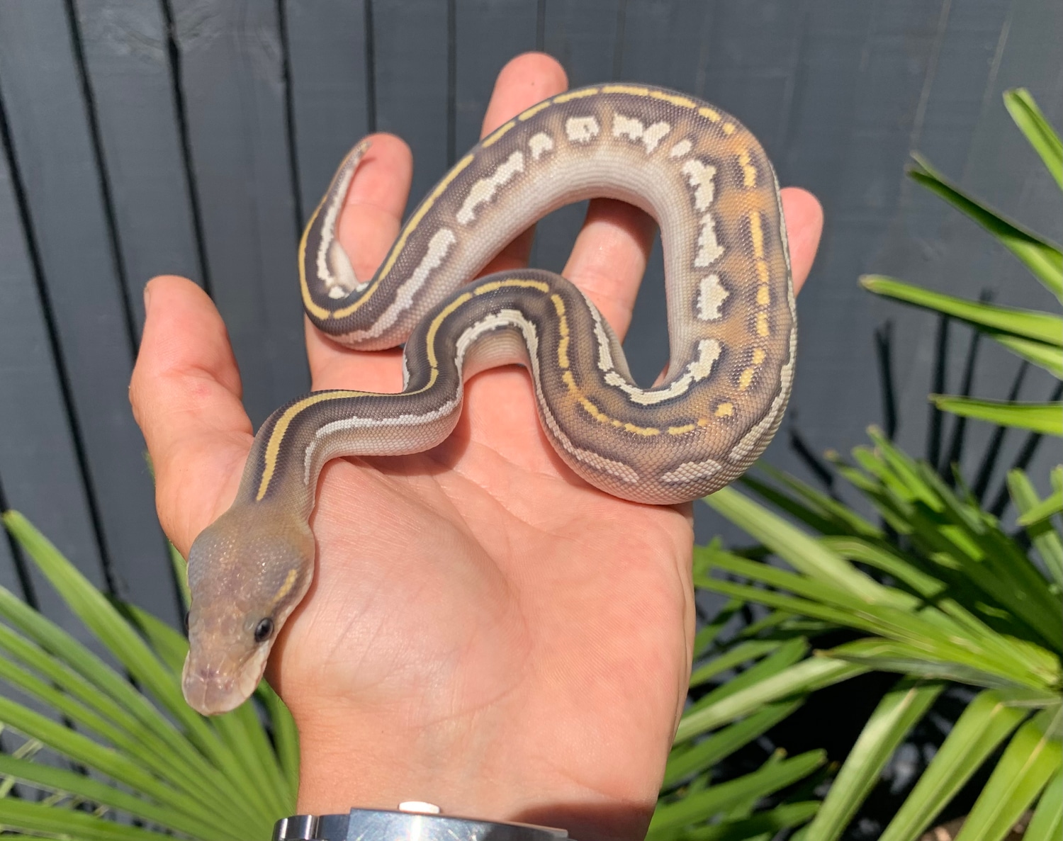 Orange Dream Blackhead Mojave Hypo Ball Python by Clean Balls UK ...