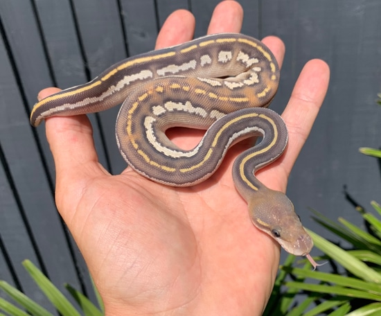 Orange Dream Blackhead Mojave Hypo Ball Python by Clean Balls UK ...