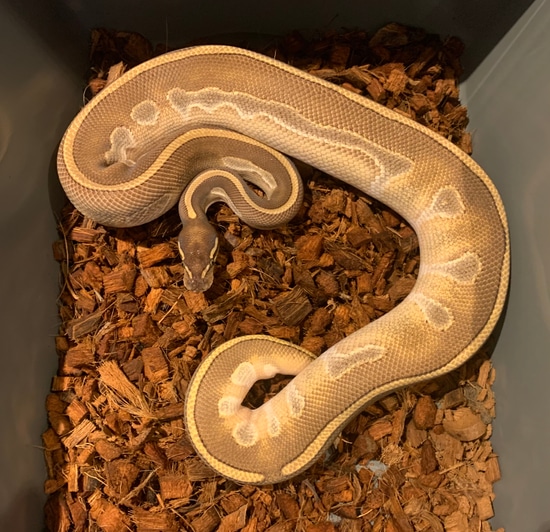 Blackhead Enchi Mojave Het Hypo Ball Python by CB UK